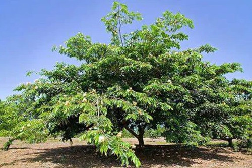 Ice Cream Bean Tree | Perth Trees Direct