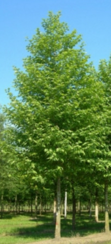Cut-leaf Plane Tree | Perth Trees Direct