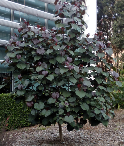 Hibiscus Cottonwood | Perth Trees Direct