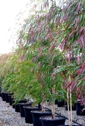 Weeping Peppermint - 'Burgundy' | Perth Trees Direct