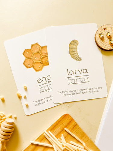 Bee Life Cycle Downloadable Flashcards | Everyday Messyplay