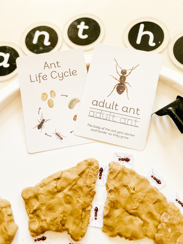 Ant Life Cycle Flashcards | Everyday Messyplay
