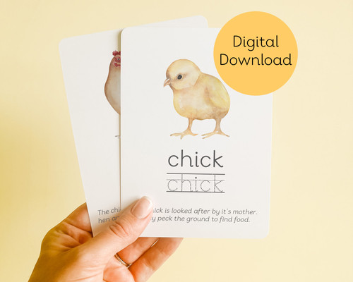 Chicken Life Cycle Flashcards - Digital Download | Everyday Messyplay
