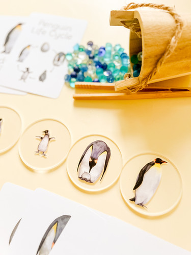 Penguin Life Cycle Learning Discs | Everyday Messyplay