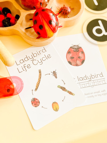 Ladybird Life Cycle Flashcards | Everyday Messyplay