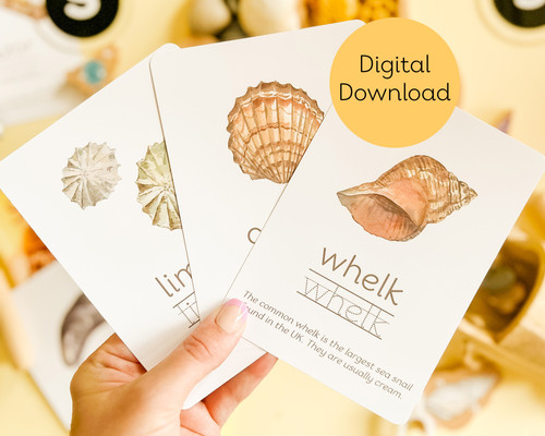 Shells Flashcards - Digital Download | Everyday Messyplay