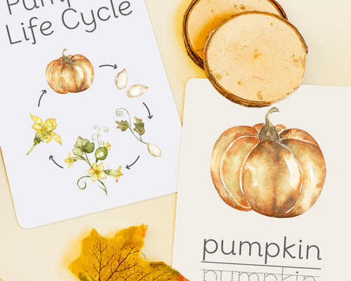 Pumpkin Life Cycle Flashcards | Everyday Messyplay