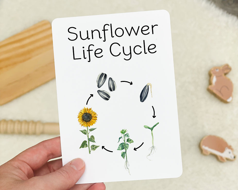 Sunflower Life Cycle Flashcards | Everyday Messyplay