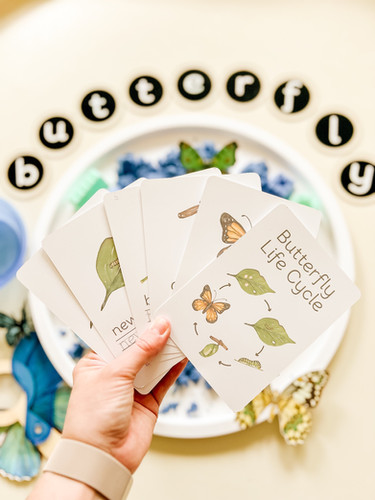 Butterfly Life Cycle Flashcards | Everyday Messyplay