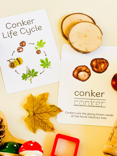Conker Life Cycle Flashcards | Everyday Messyplay