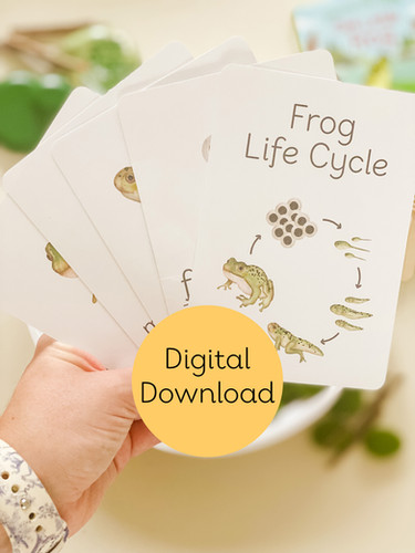 Frog Life Cycle Flashcards - Digital Download | Everyday Messyplay