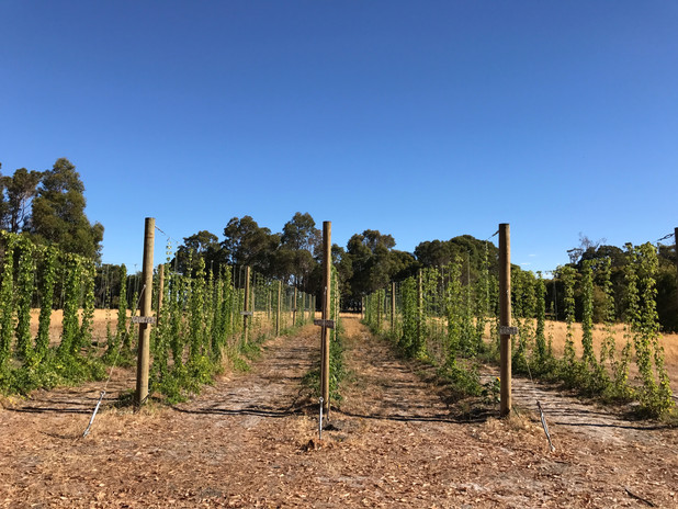 Hops | Karridale Cottages & Hop Farm | Margaret River