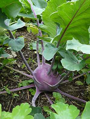 Choux Rave Violet de Vienne | jardins-la-brouette