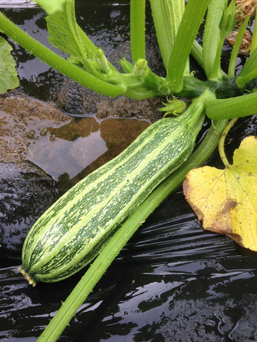 Courgette Costata Romanesco | jardins-la-brouette