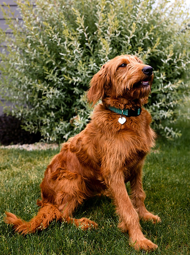 Meet Our Dogs | Wilson Creek Goldend