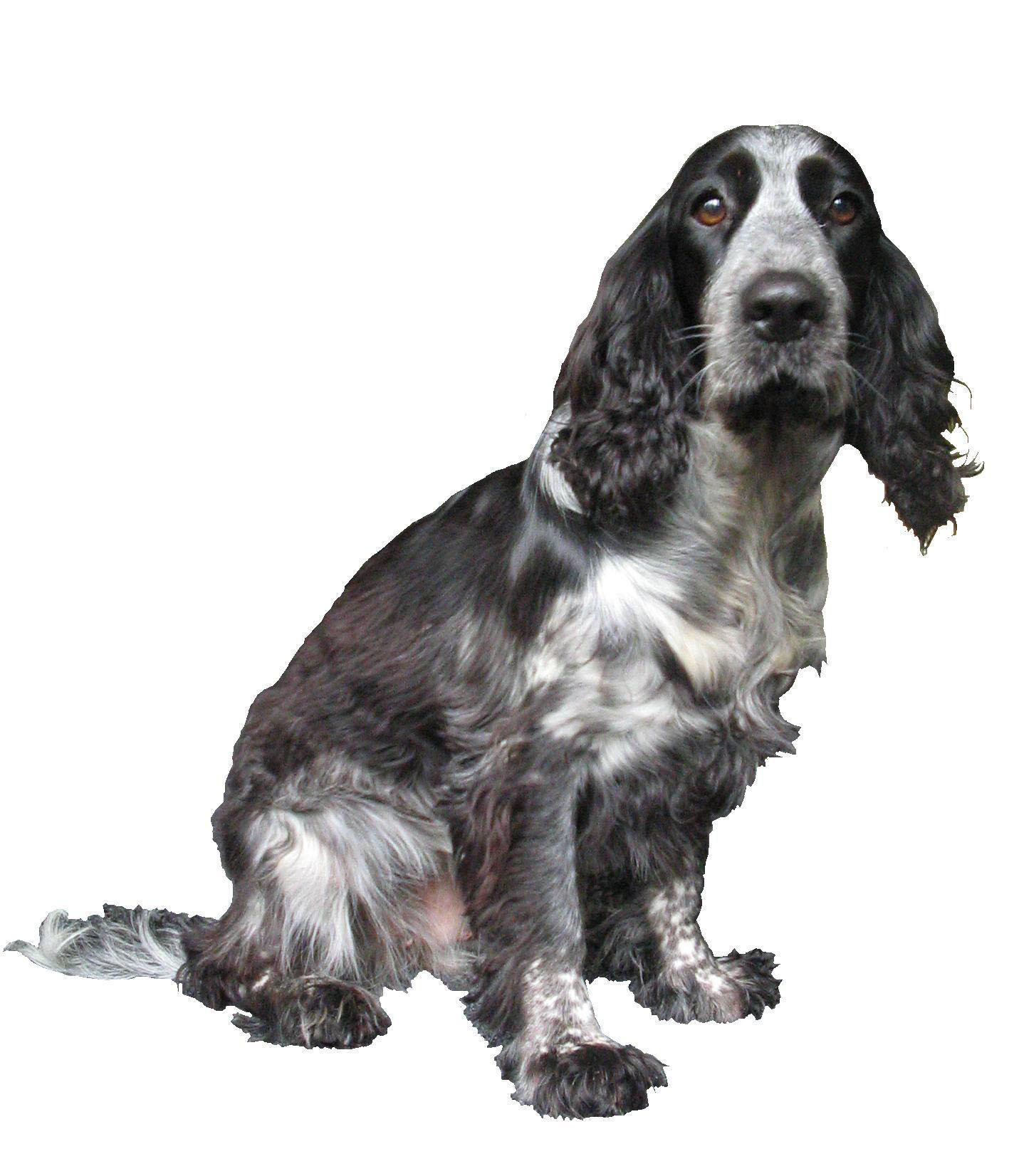 Engelse cocker spaniel