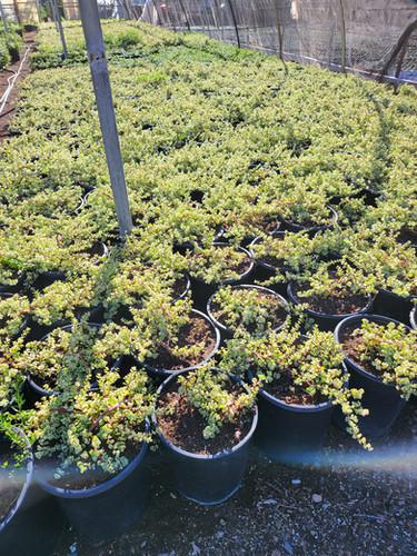 Variegated Elephant Food For Sale at J&A Arizona GreenHouses