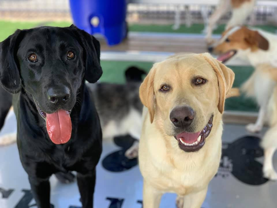 What Is Dog Enrichment & Why Your Dog Needs It?