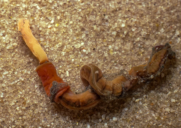 ArrowWorms | Marineplankton