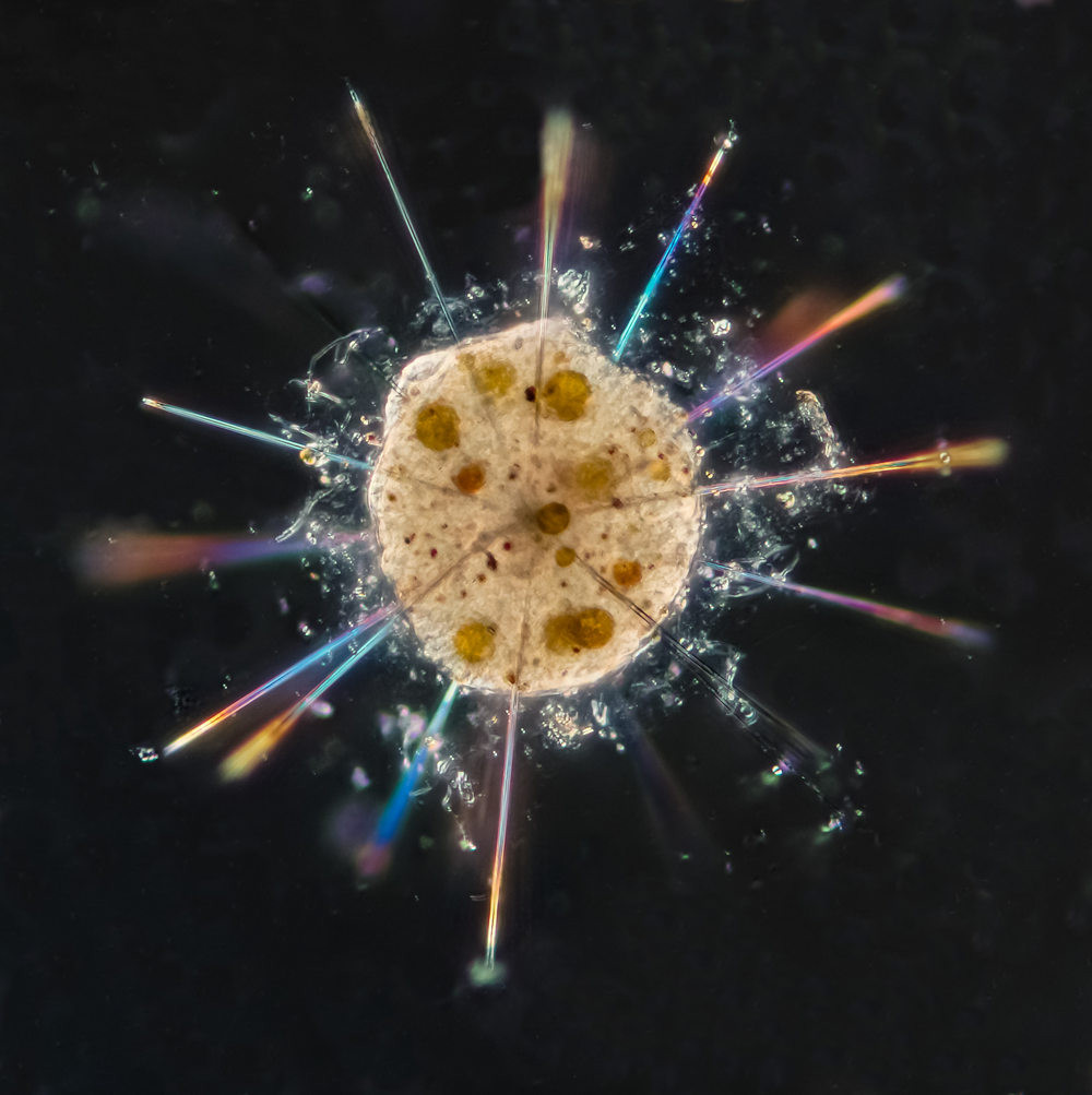 Marine Plankton Milford Haven, Pembrokeshire, Julian Cremona ...