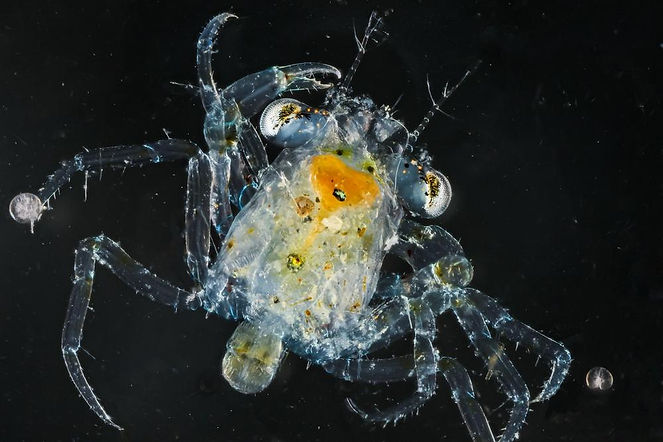 Crustaceans 2 | Marineplankton