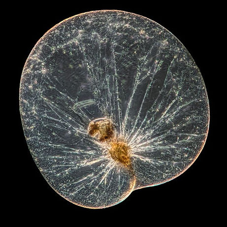 Biodiversity | Marineplankton