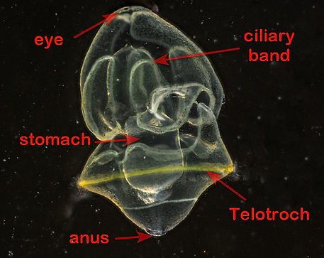 ArrowWorms | Marineplankton