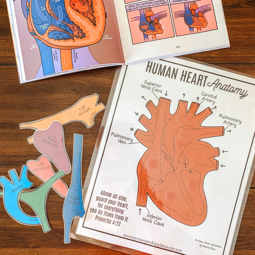 Heart Anatomy Printable Activity, Human Body Game, About Me, Heart ...