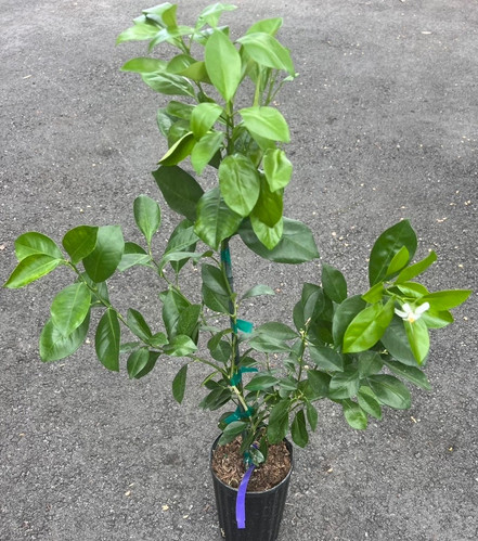 Calamondin , Calamansi , tree in Half Gallon Pot Tac chua | Rose Meadow ...