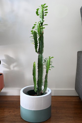 African Milk Tree Cactus | Epilo