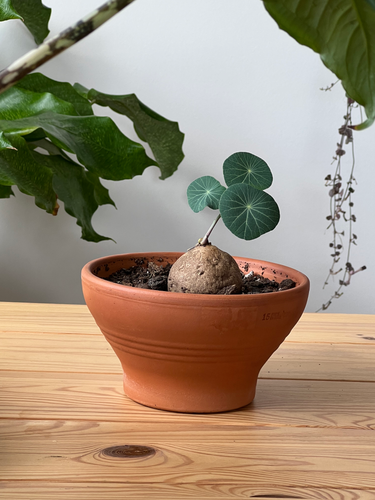 Stephania Erecta | Epilo