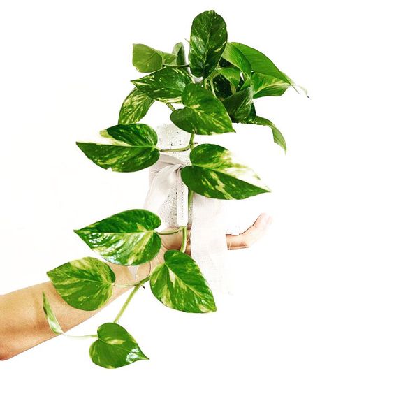 Care Guide: Pothos