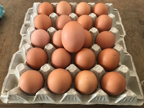 Tray of 20 Extra Large free range eggs | Nurshill Farm