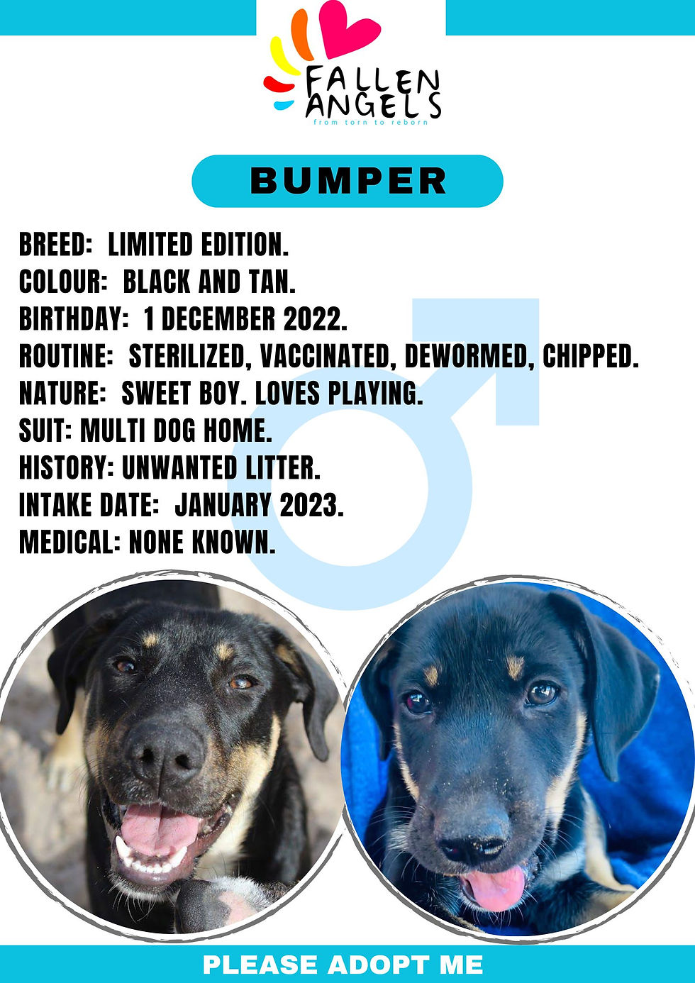 Handsome BOYS For Adoption | Fallen Angels