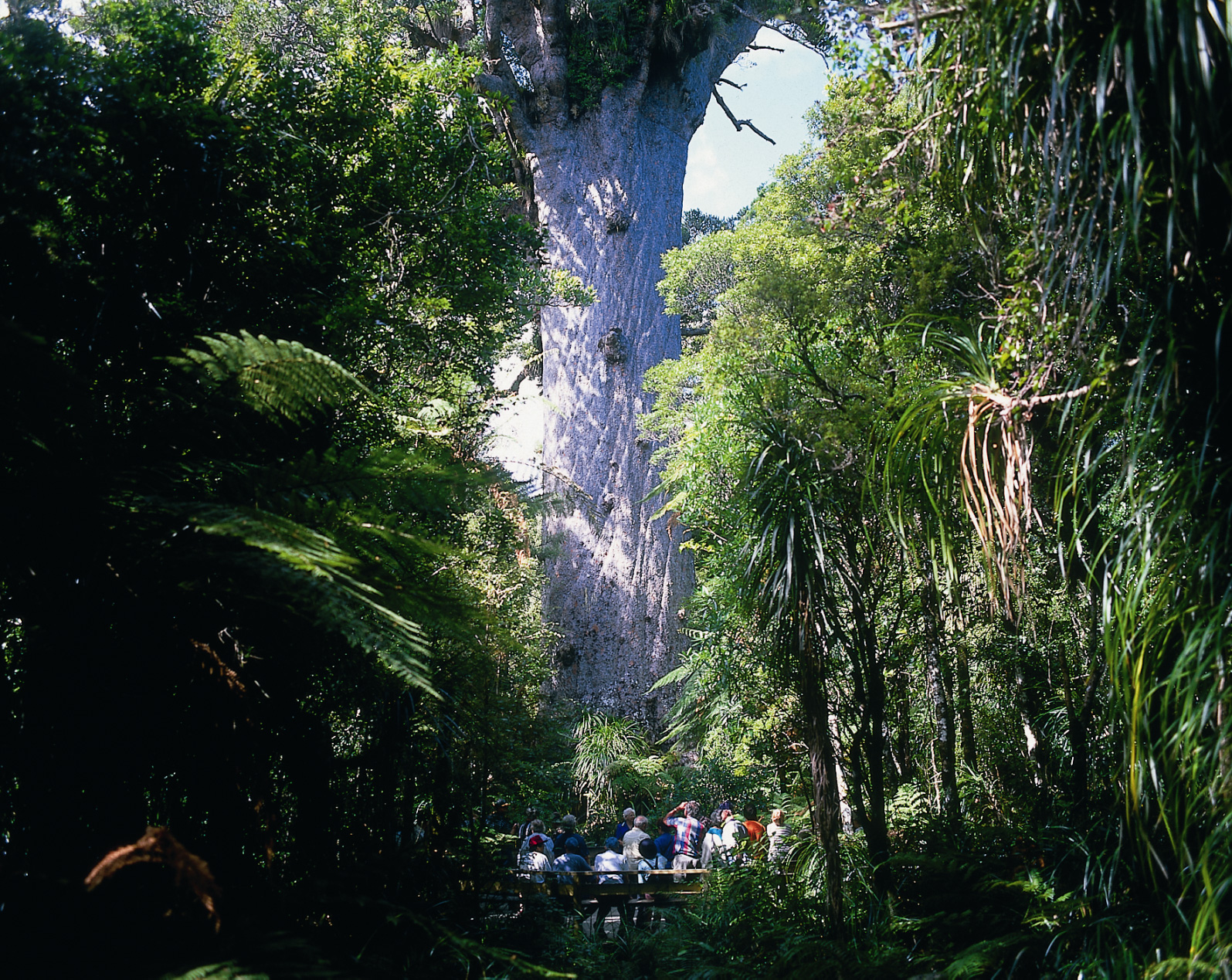 Kauri Coast | Northland, New Zealand | Waipoua Lodge