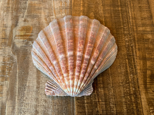 Lion's Paw Shell | Bruja