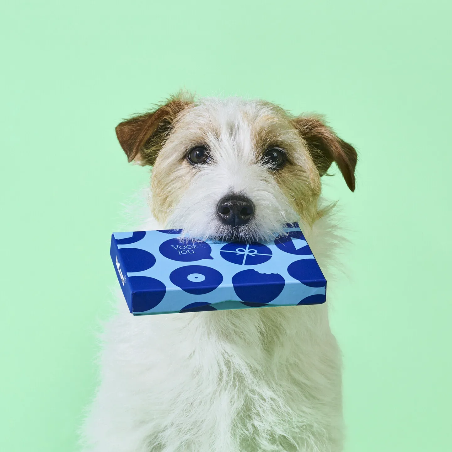 Honden kunnen oneerlijkheid voelen en stoppen met samenwerken