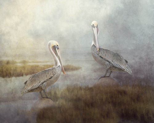 Birds of a Feather | Lynn Beeler