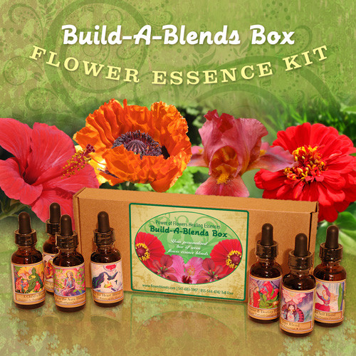 Build-A-Blends Box | Power of Flowers