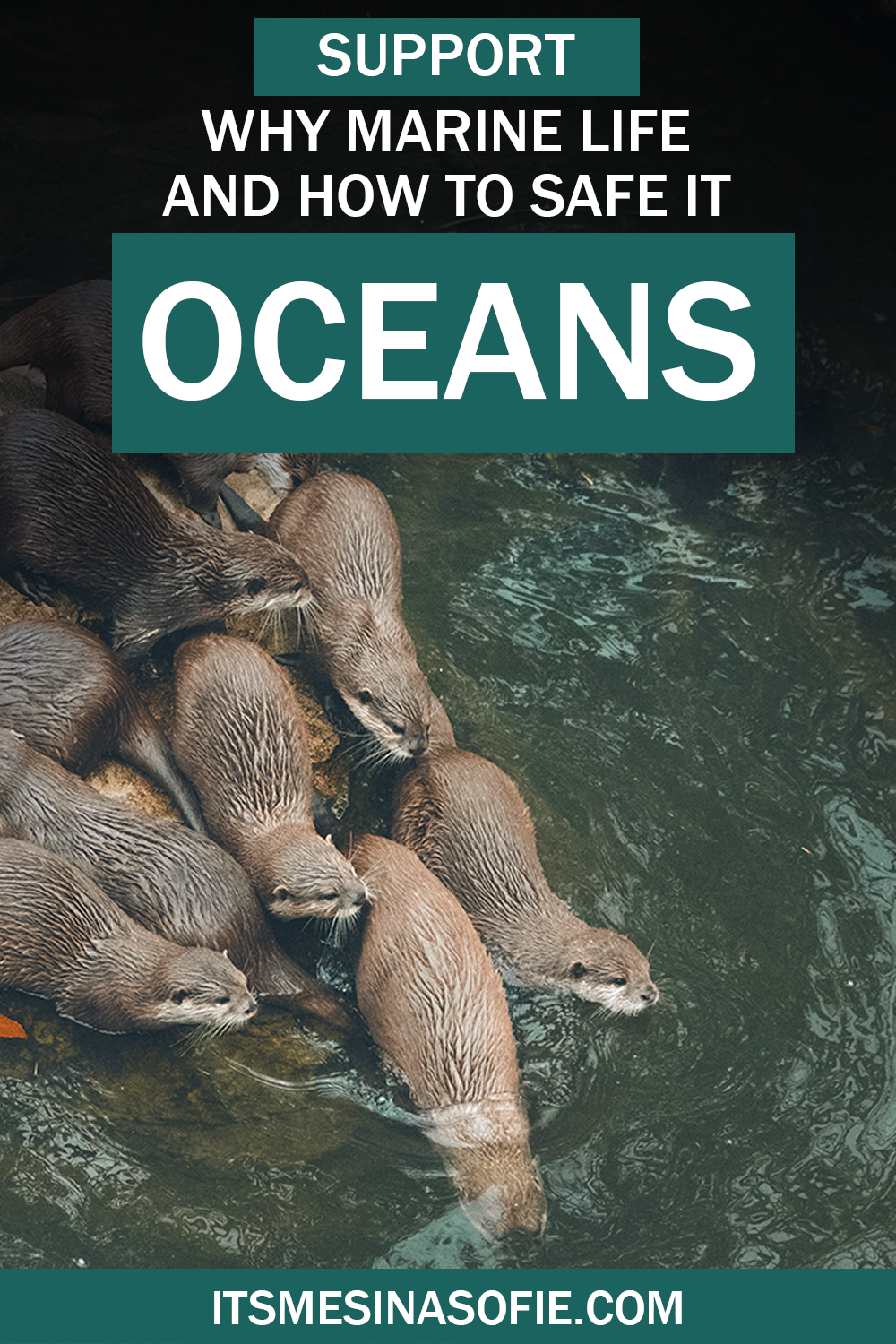 HOW TO HELP THE OCEANS
