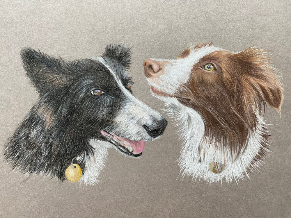 Completed pet portrait of two collies | Art with Tricia