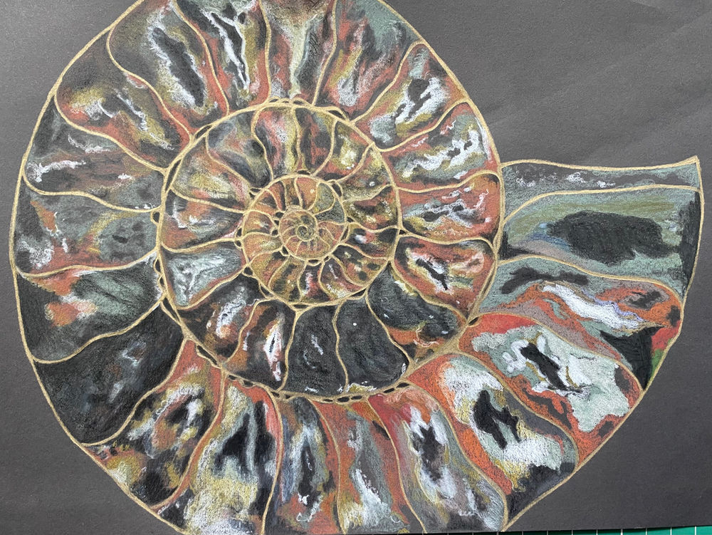 Fossilized Ammonite | Art with Tricia