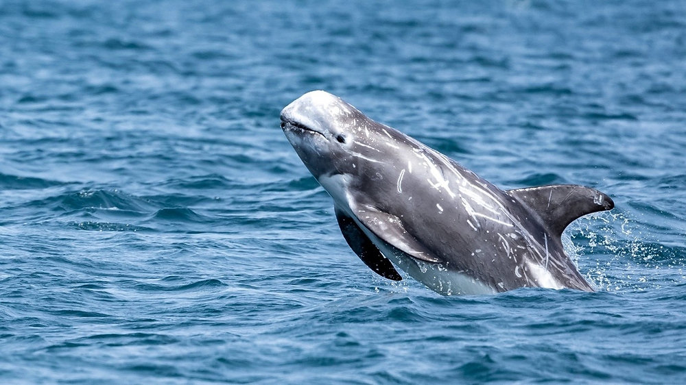 risso's dolphin range