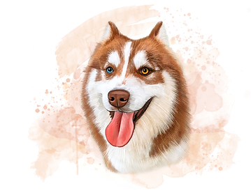 Huskies of Hawaii | AKC Siberian Husky Breeder on the Big Island of Hawaii