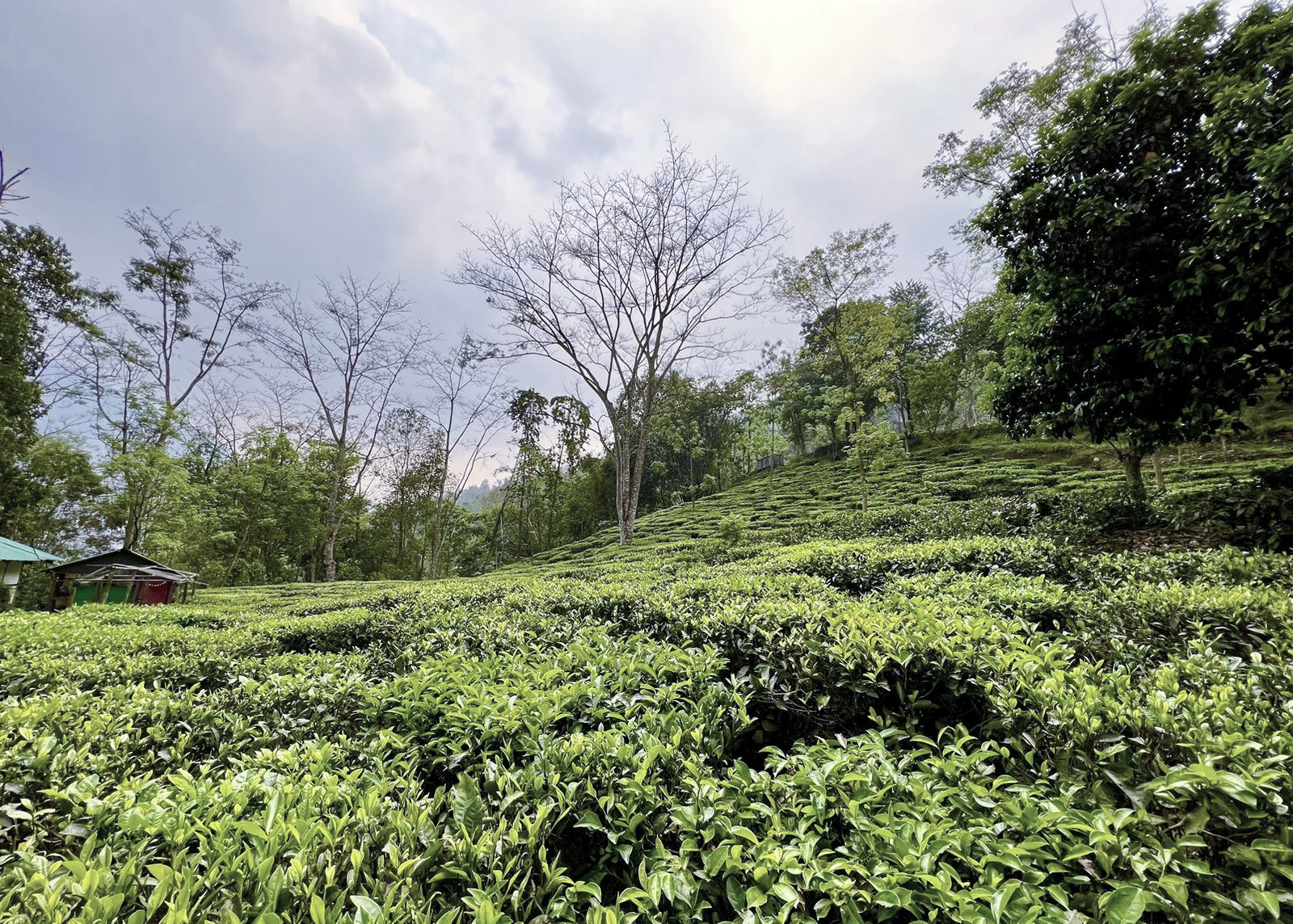 Loving Indian Tea | About Exquisite Indian Loose Leaf Teas