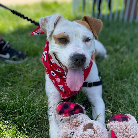 Available Dogs | Wisconsin Bound Dog Rescue