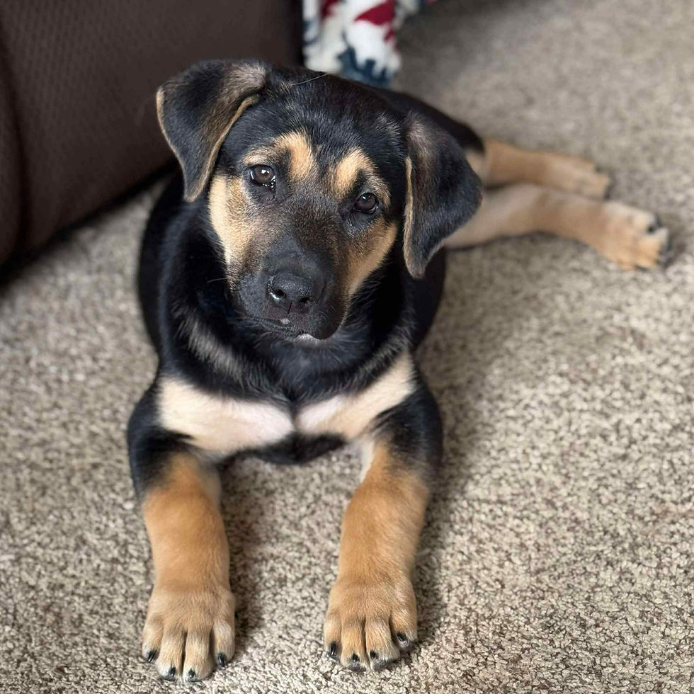 Available Dogs | Wisconsin Bound Dog Rescue