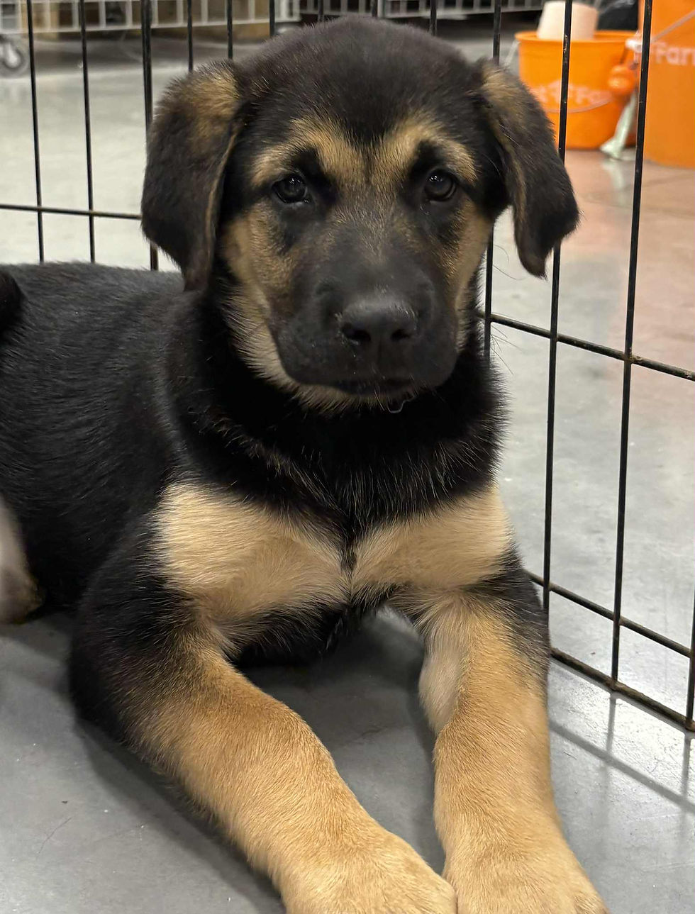 Available Dogs | Wisconsin Bound Dog Rescue