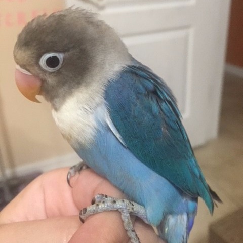Different Color Mutations I Bred | Lovebirds | Orlando, Florida, USA