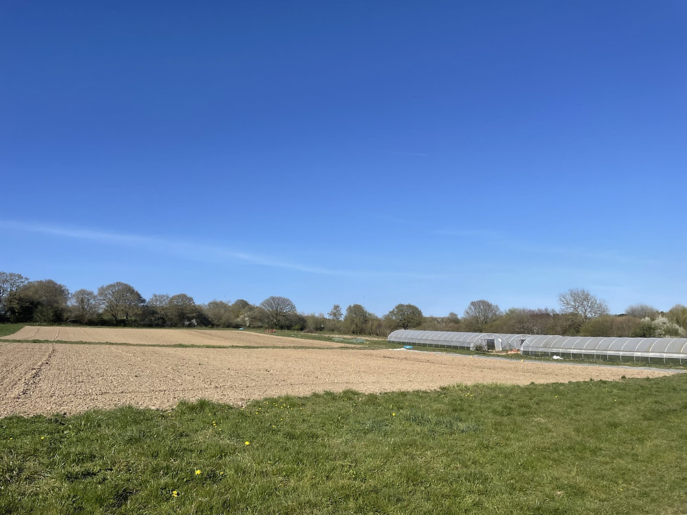 Springtime in the Vegetable Garden – the Story of the Humble Seed!